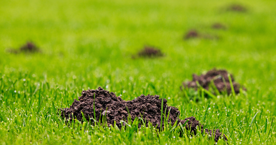 Western Pest Services | Mole Control
